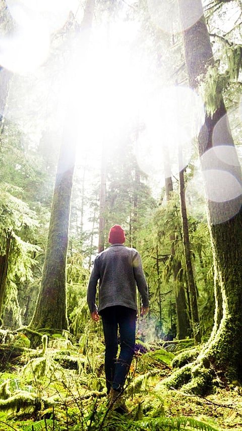 How the scent of trees can connect us with nature - Weleda