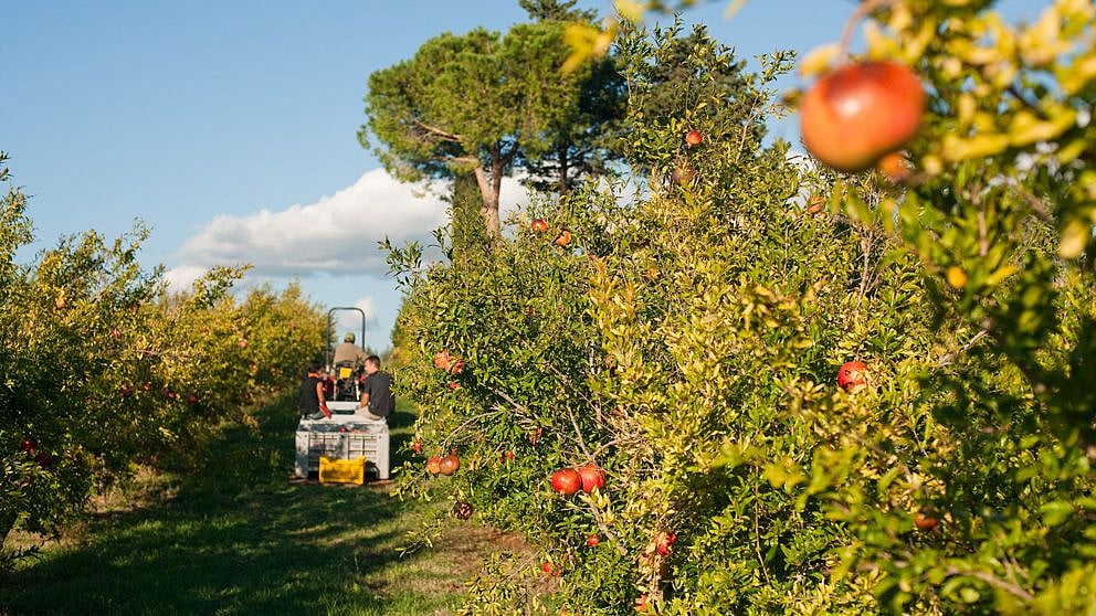 천연 화장품의 5가지 장점 - Weleda